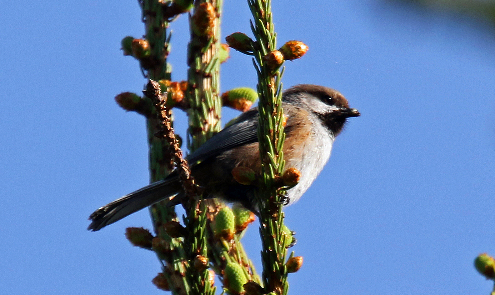 Cuties at the Railroad Ponds – blairbirding