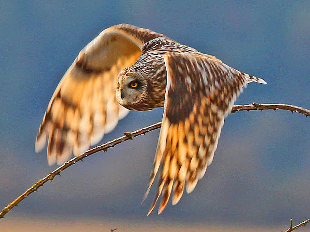 Birds of the STP (and other Yucky Places) – blairbirding