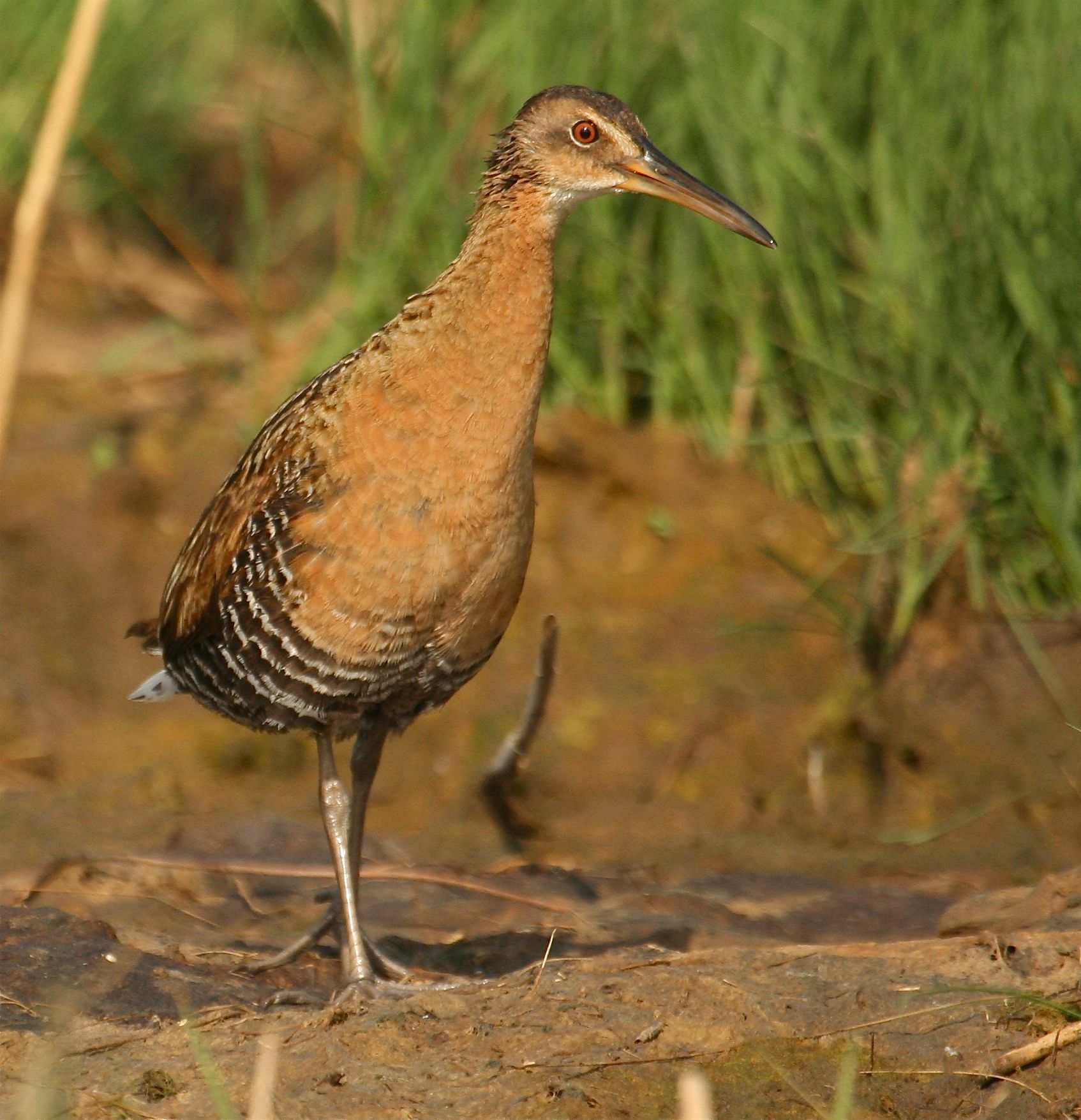 Bird and Memory of the Week – Black Rail – blairbirding