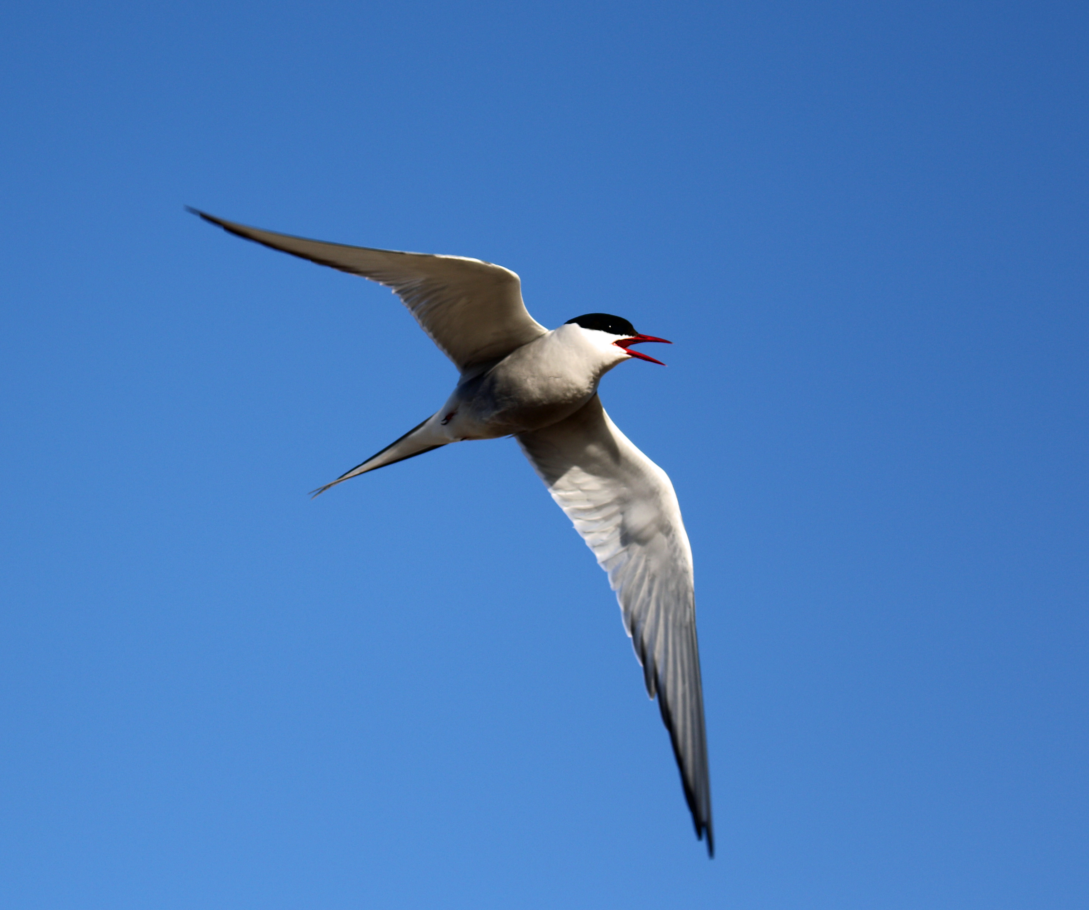 Remote Alaska Part III -Nome – blairbirding