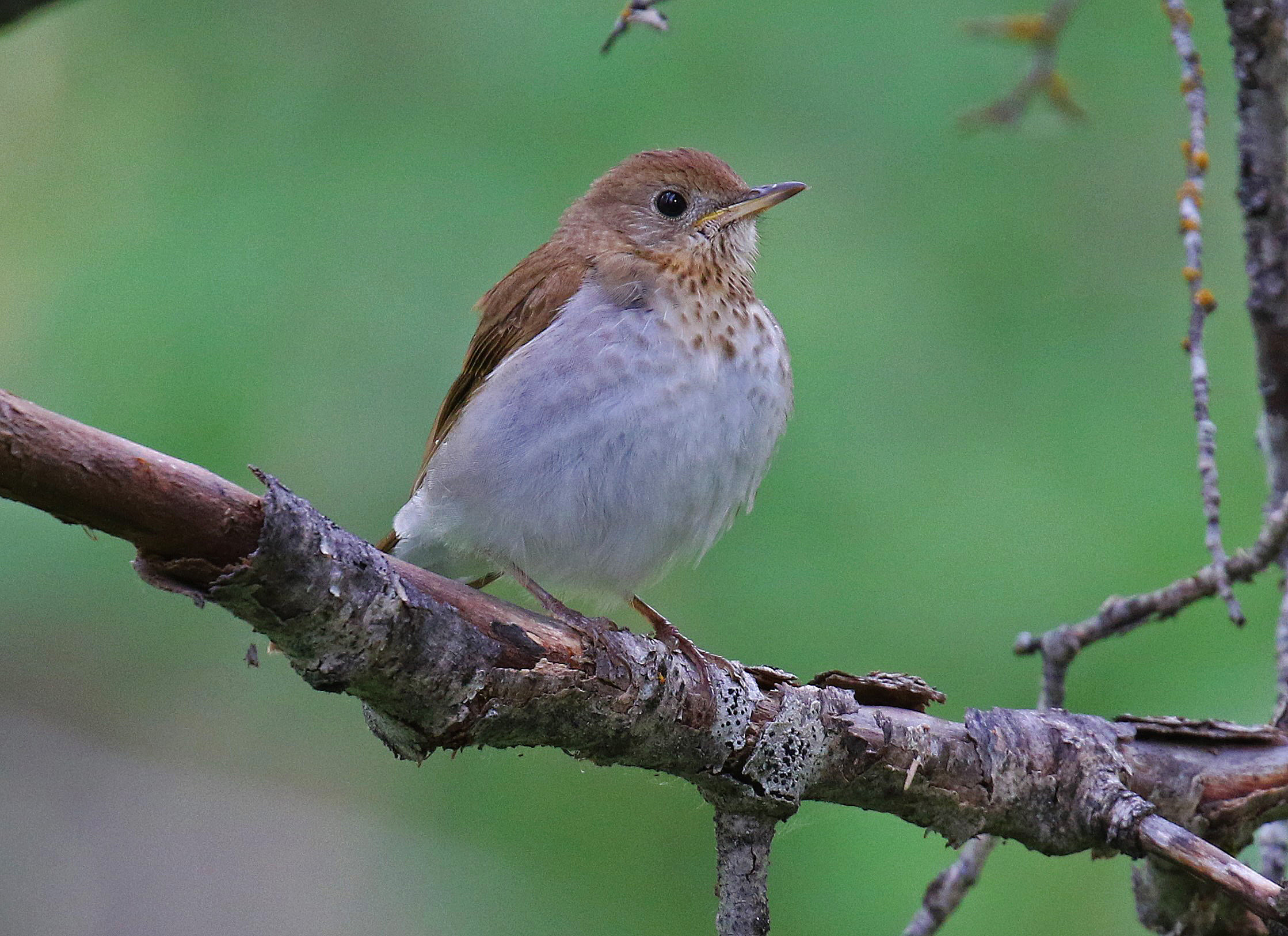 In the “Catbird Seat” on a “Veery” Good Day of Birding – blairbirding