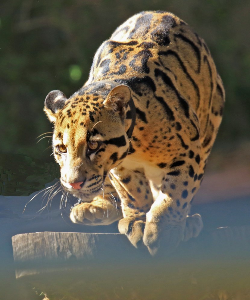 California Dreaming Part III – The San Diego Zoo – The Mammals ...