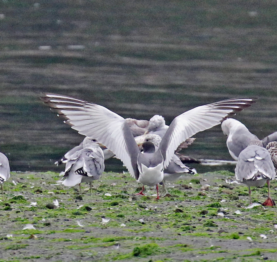 A Swallow Tailed Gull – Way Beyond WOW!! – blairbirding