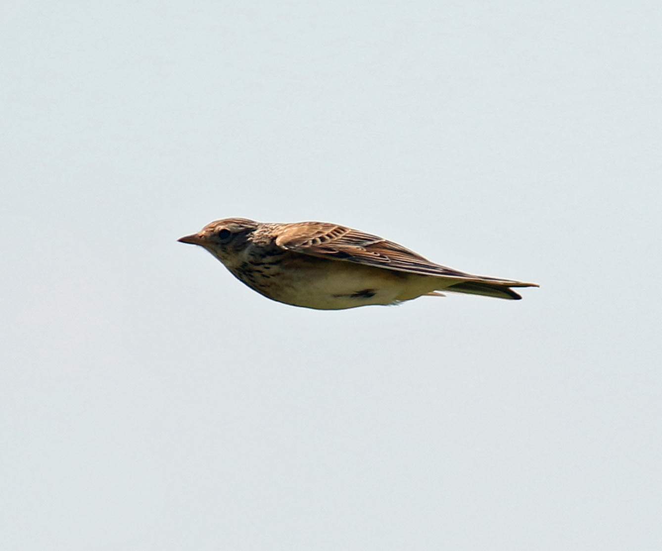 Finally – A Skylark Photo – blairbirding