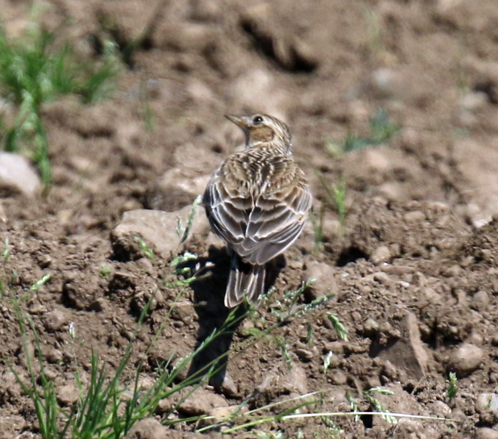 Finally – A Skylark Photo – blairbirding