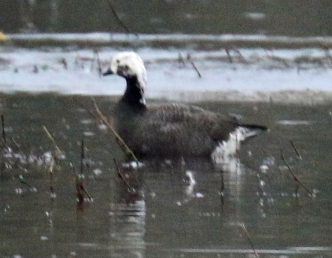 Why We Chase…A Wild Goose Chase with a Happy Ending and Self ...