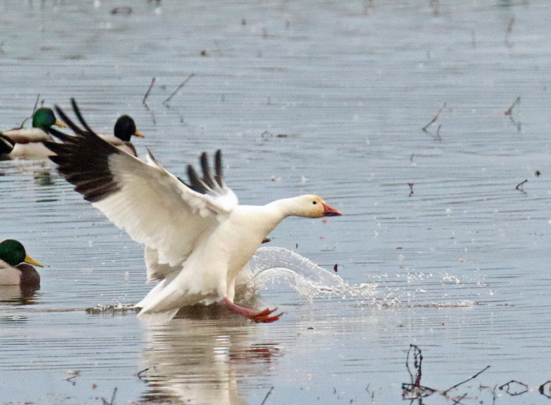 Why We Chase…A Wild Goose Chase with a Happy Ending and Self ...