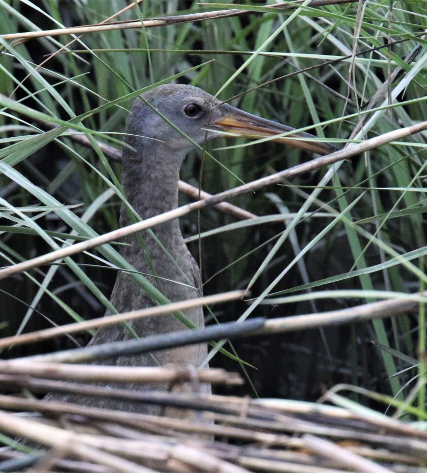 What Did Dela Wear? She Wore a Brand New Jersey – blairbirding