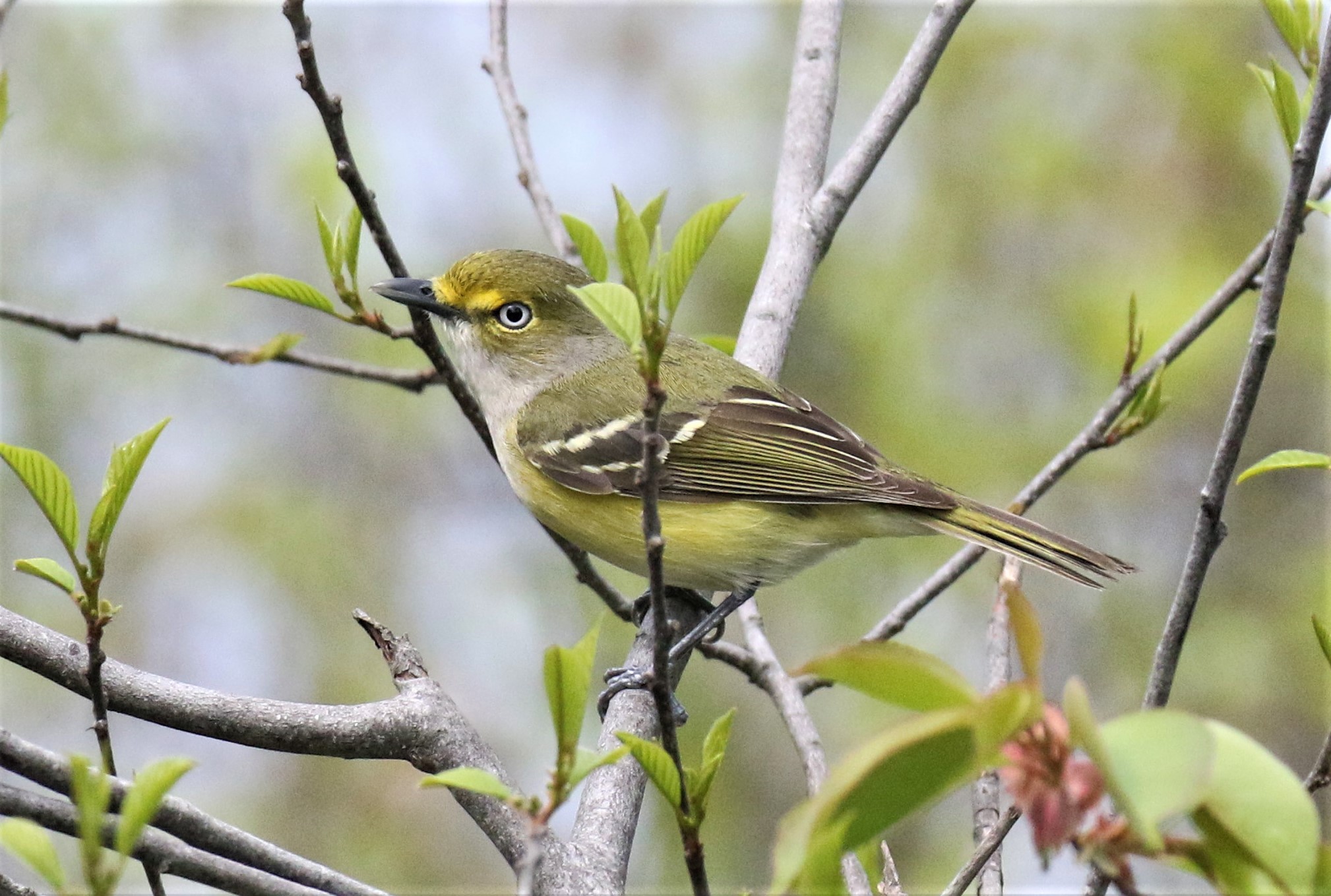 Birds – Even in Brooklyn – blairbirding