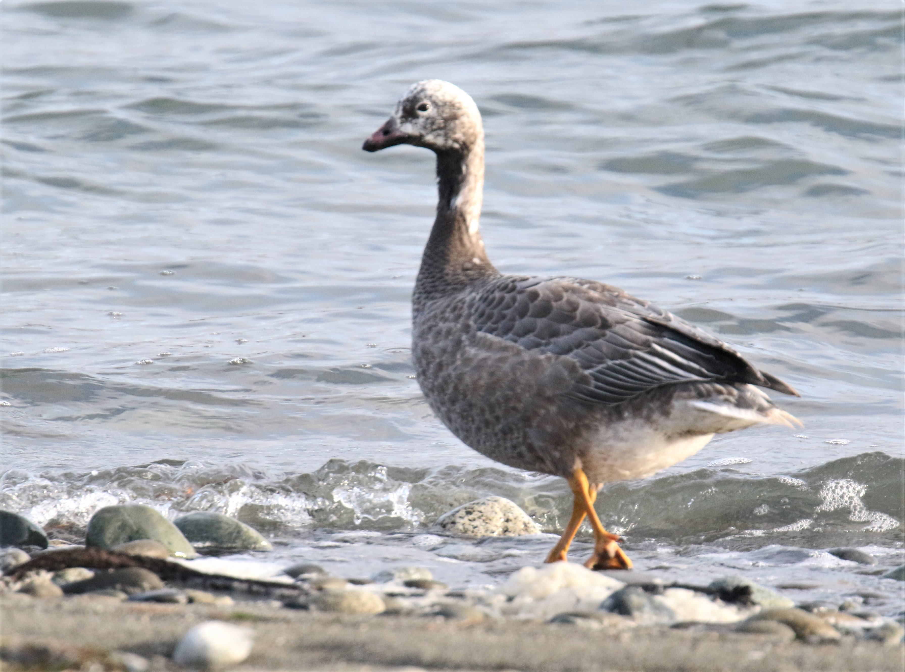 Emperor Goose at Dungeness NWR – blairbirding