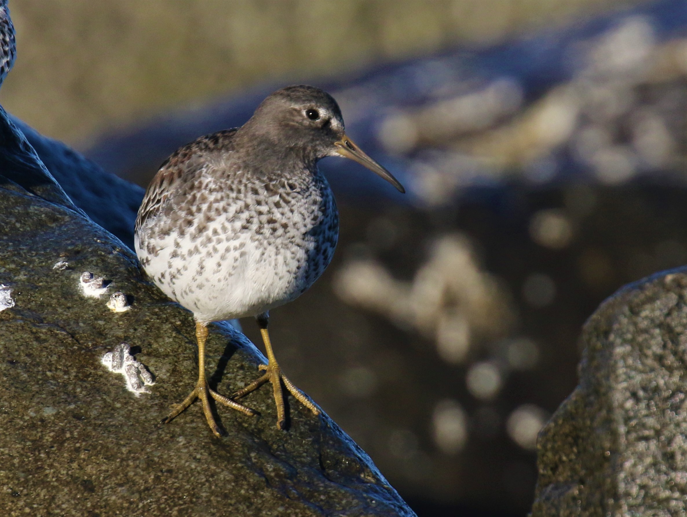 Two Extraordinary Days Featuring A Ross’s Gull and a Mountain Plover ...