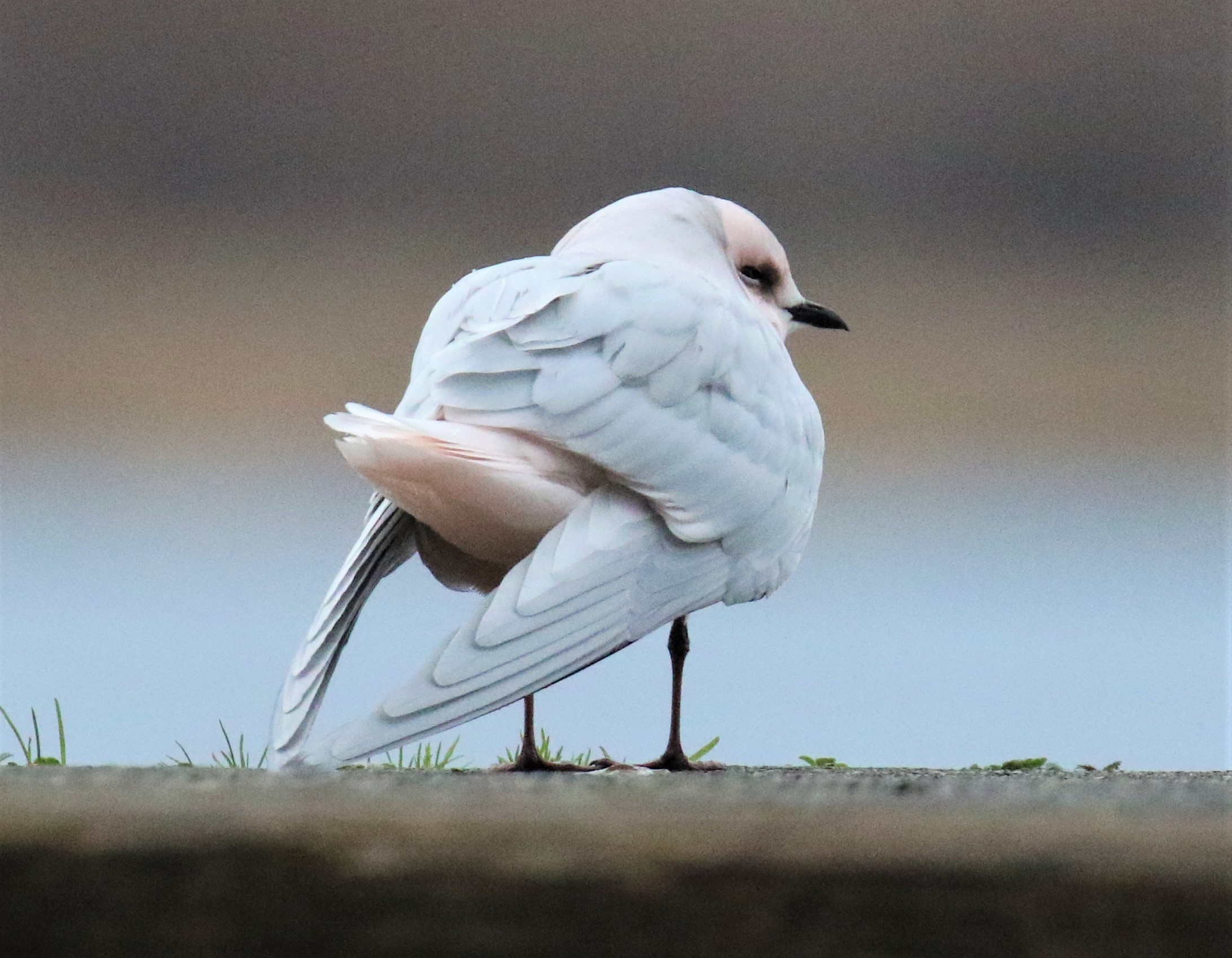 Two Extraordinary Days Featuring A Ross’s Gull and a Mountain Plover ...