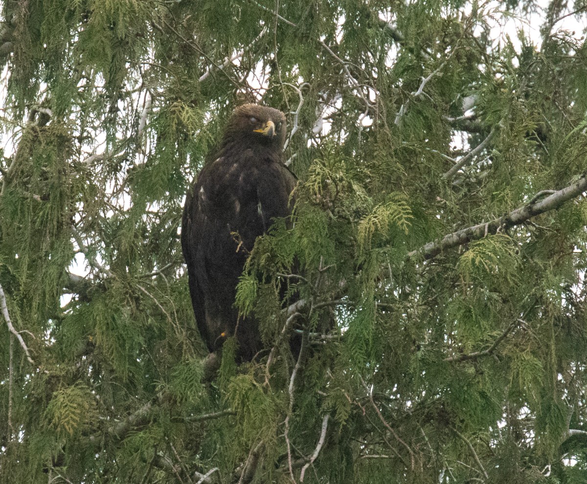 Familiar Targets in Familiar Territory – blairbirding