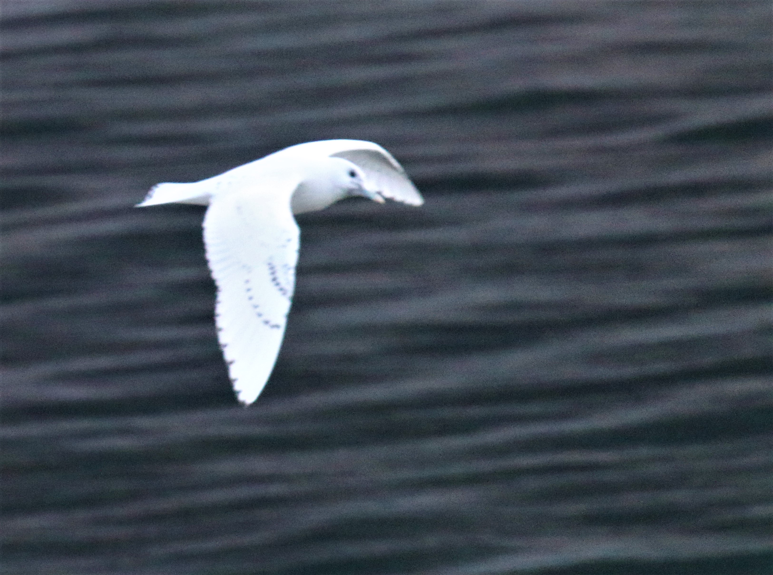An Ivory Gull at Flathead Lake – What’s Behind a Complicated Chase ...