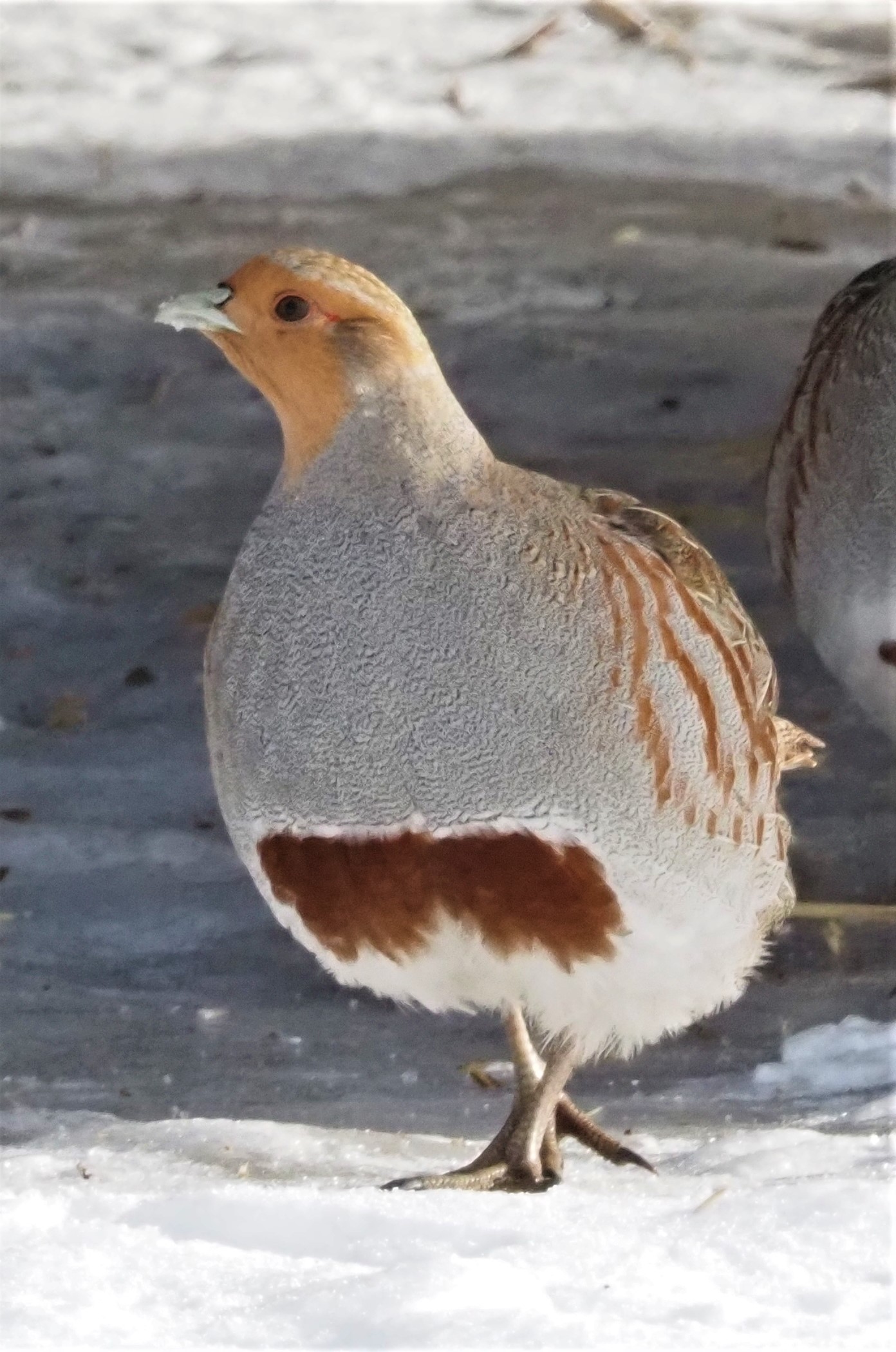 Last Fling of 2020 – blairbirding