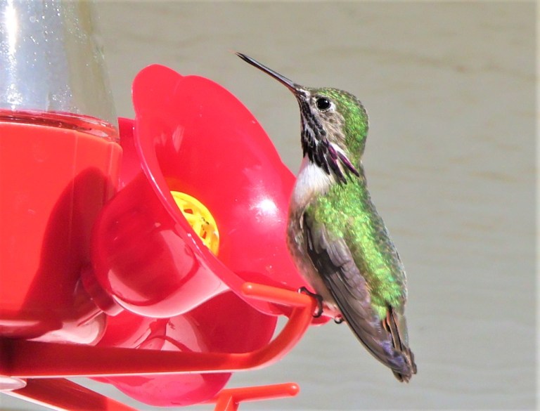 blairbirding – Sharing pictures, stories, reflections of my birding ...