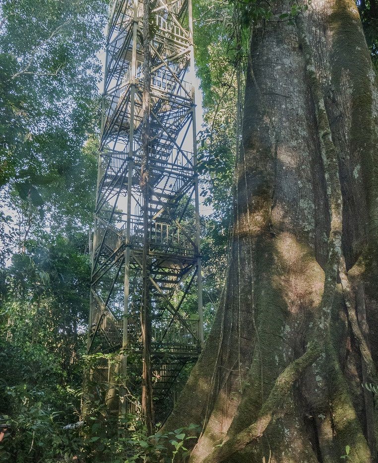 Ecuador Day 9 – The Kapok Tower – blairbirding