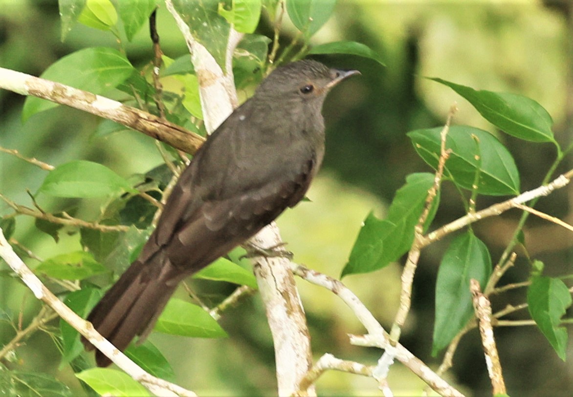 Ecuador Day 7 – Amazon Day 2 – The Canopy Tower – blairbirding