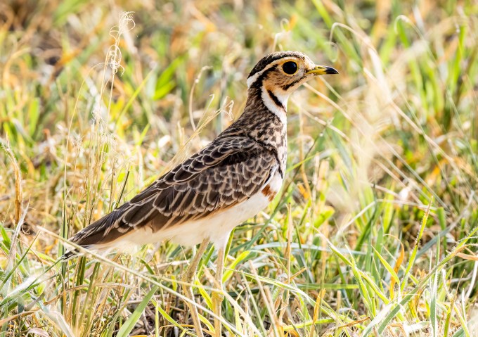 Tanzania Day 5 – Speke Bay and the Serengeti – blairbirding