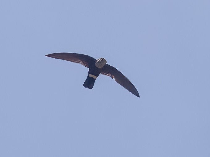 Tanzania Day 15 – Tarangire National Park – blairbirding