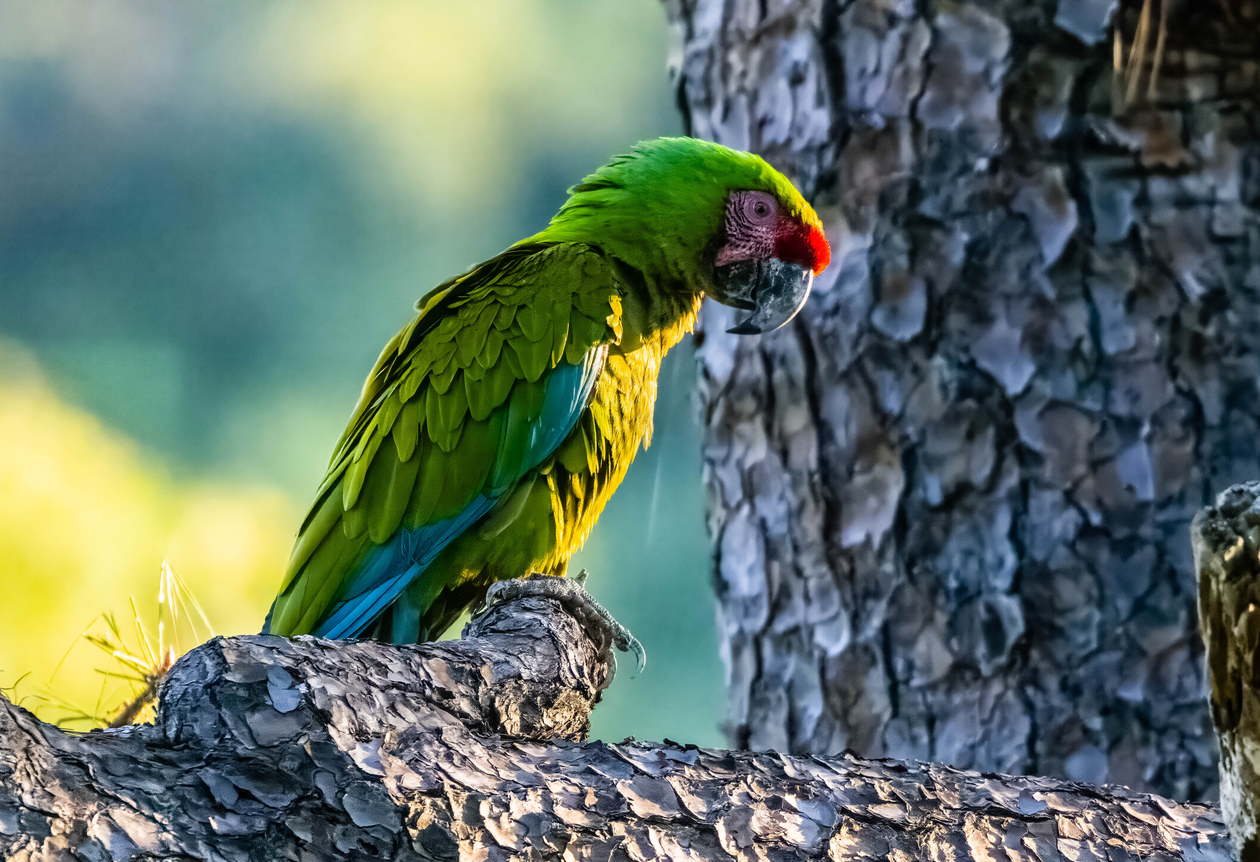 Many (A)Mazing Mexican Military Macaws (and) More – blairbirding