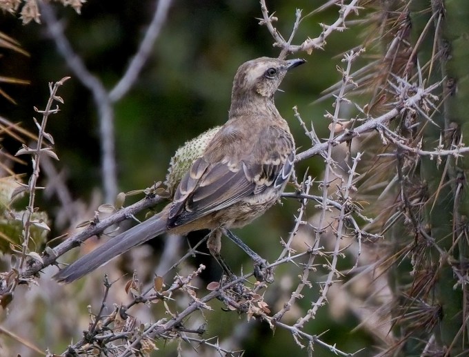 Birds and Wines in Chile and Argentina: Let the Birding Begin – Chile ...
