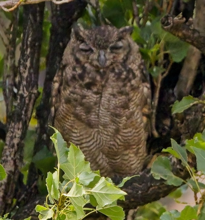 Birds and Wines in Chile and Argentina: Let the Birding Begin – Chile ...