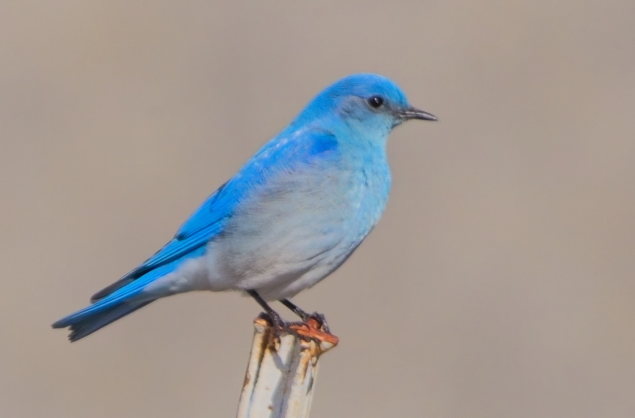 blairbirding – Sharing pictures, stories, reflections of my birding ...