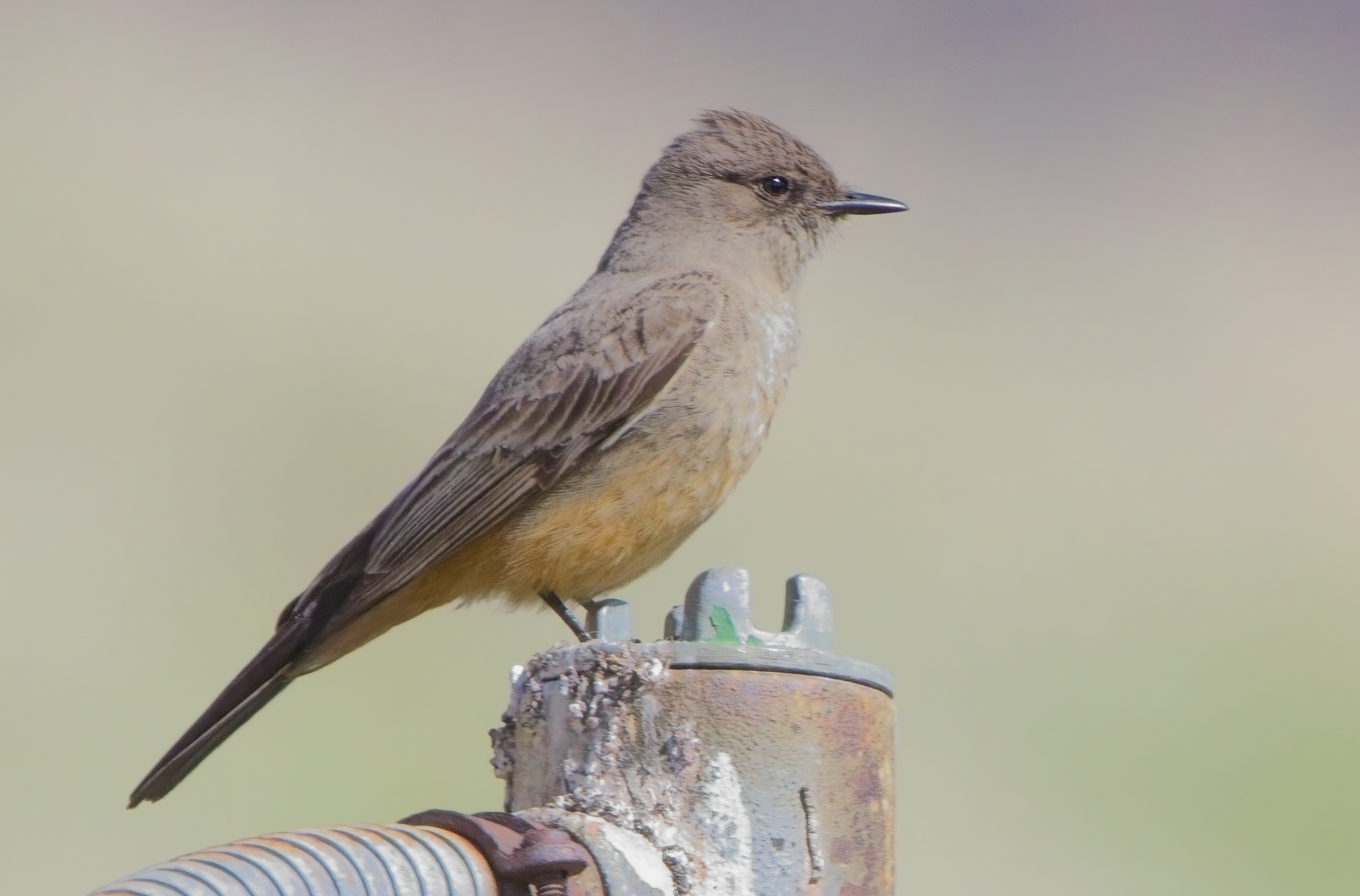 blairbirding – Sharing pictures, stories, reflections of my birding ...