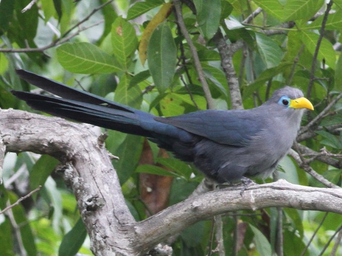 blairbirding – Sharing pictures, stories, reflections of my birding ...