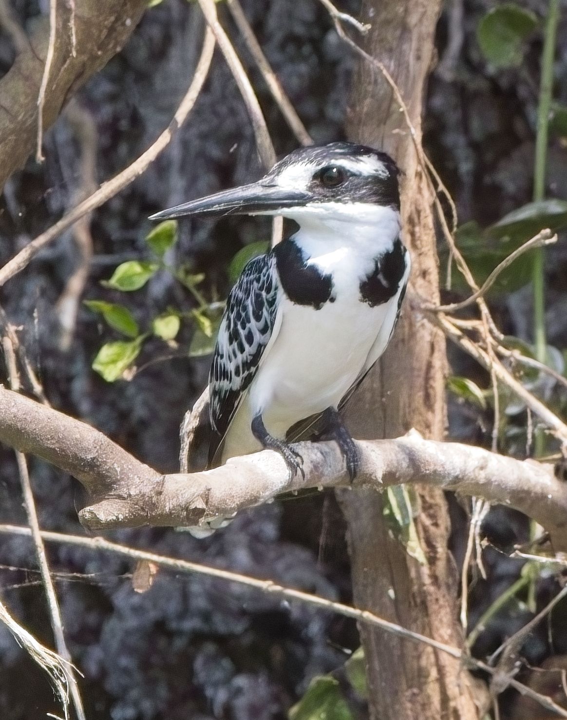 Queen Elizabeth II National Park – Birds and Mammals – blairbirding