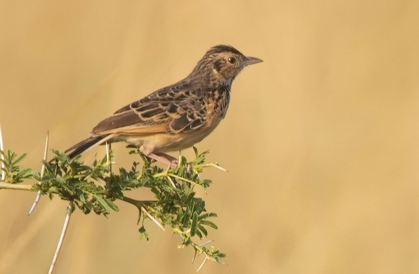 Queen Elizabeth II National Park – Birds and Mammals – blairbirding
