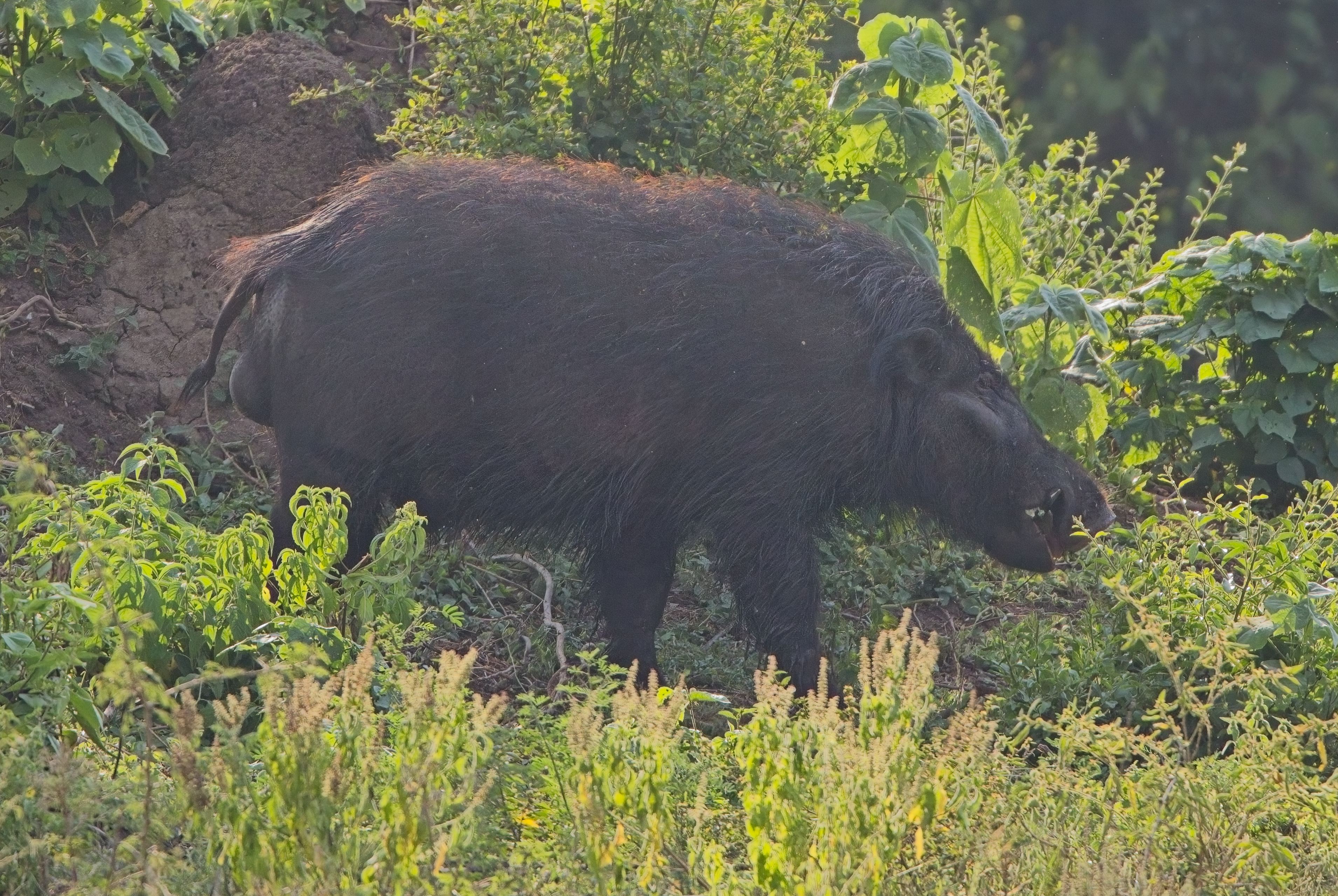 Queen Elizabeth II National Park – Birds and Mammals – blairbirding
