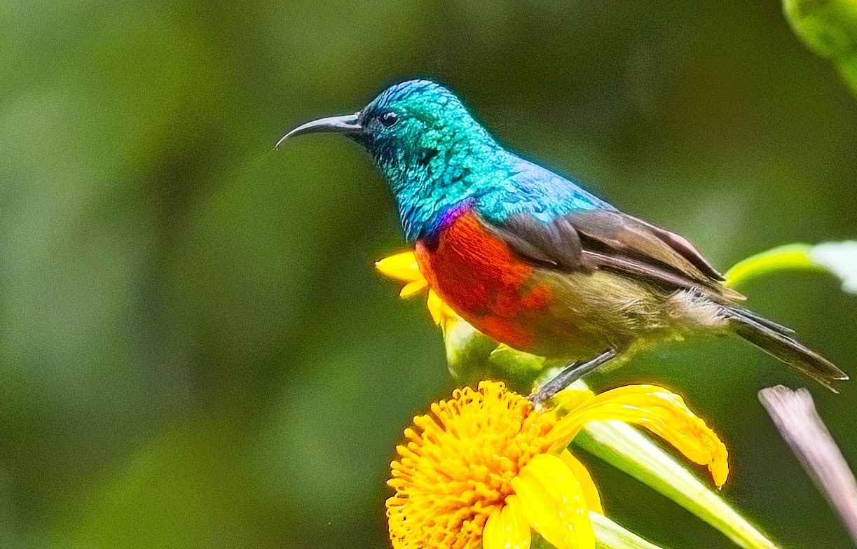 blairbirding – Sharing pictures, stories, reflections of my birding ...