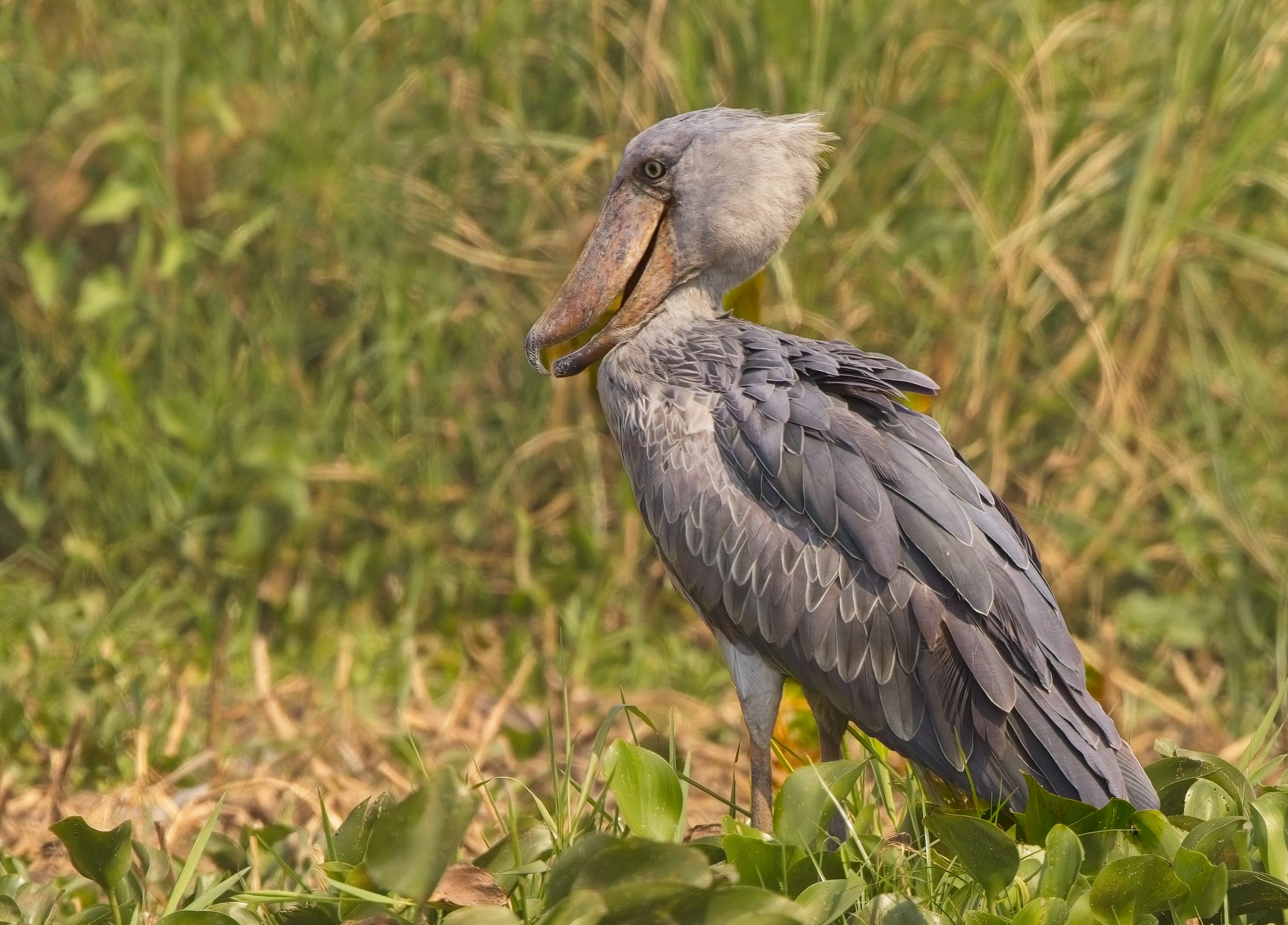 Uganda – Starting the Tour at Entebbe and then our first Shoebill and ...