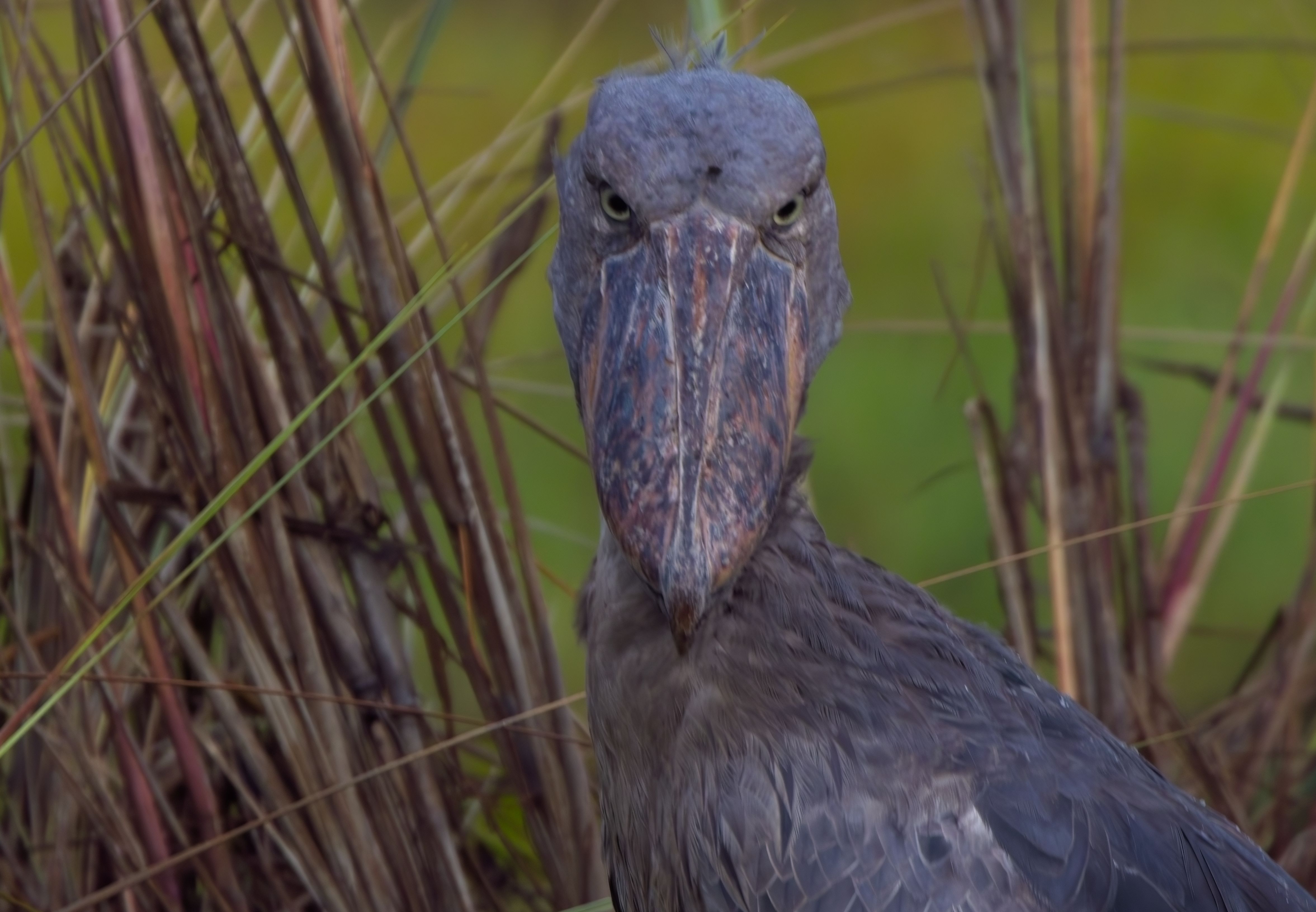 Uganda – Starting the Tour at Entebbe and then our first Shoebill and ...