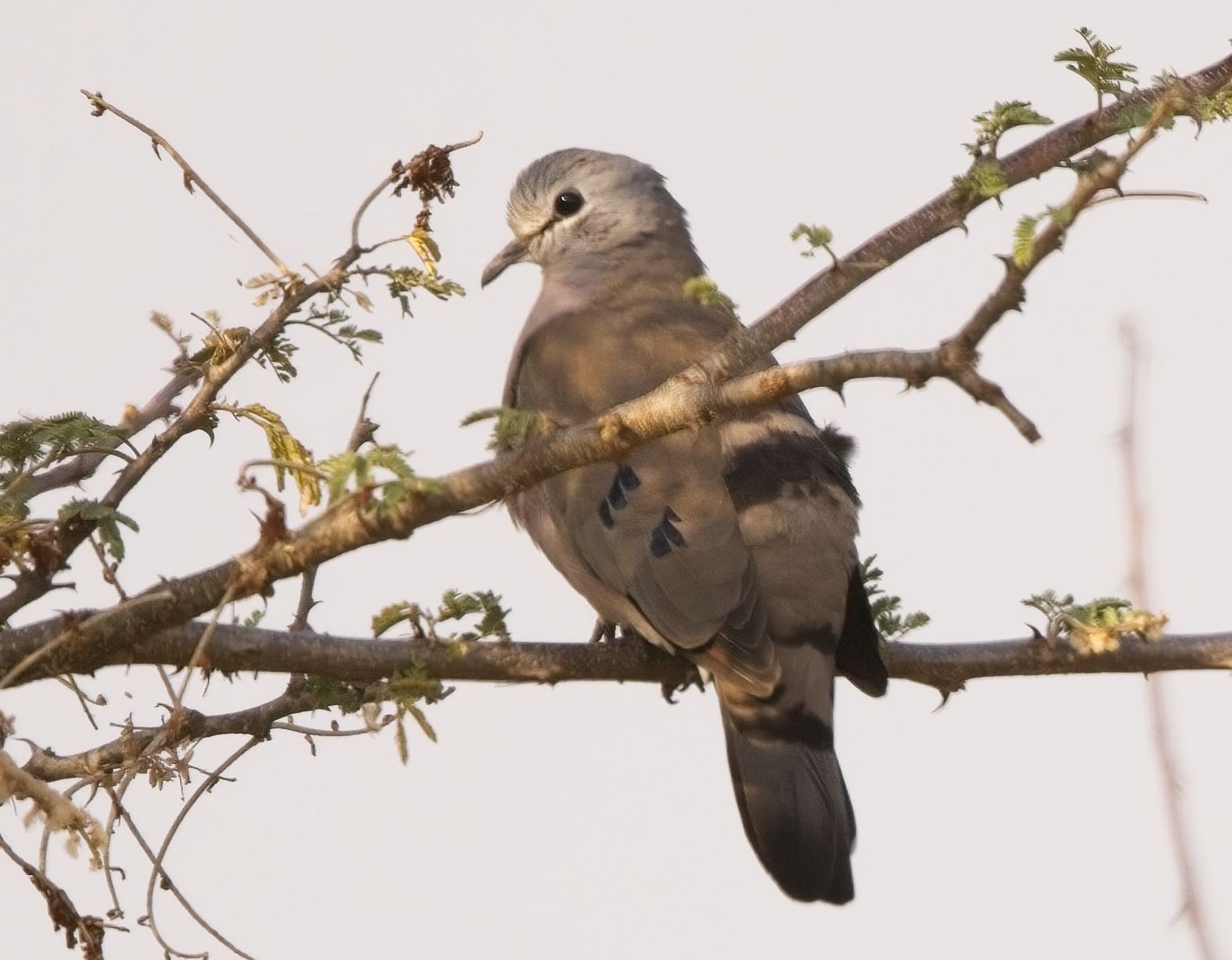blairbirding – Sharing pictures, stories, reflections of my birding ...