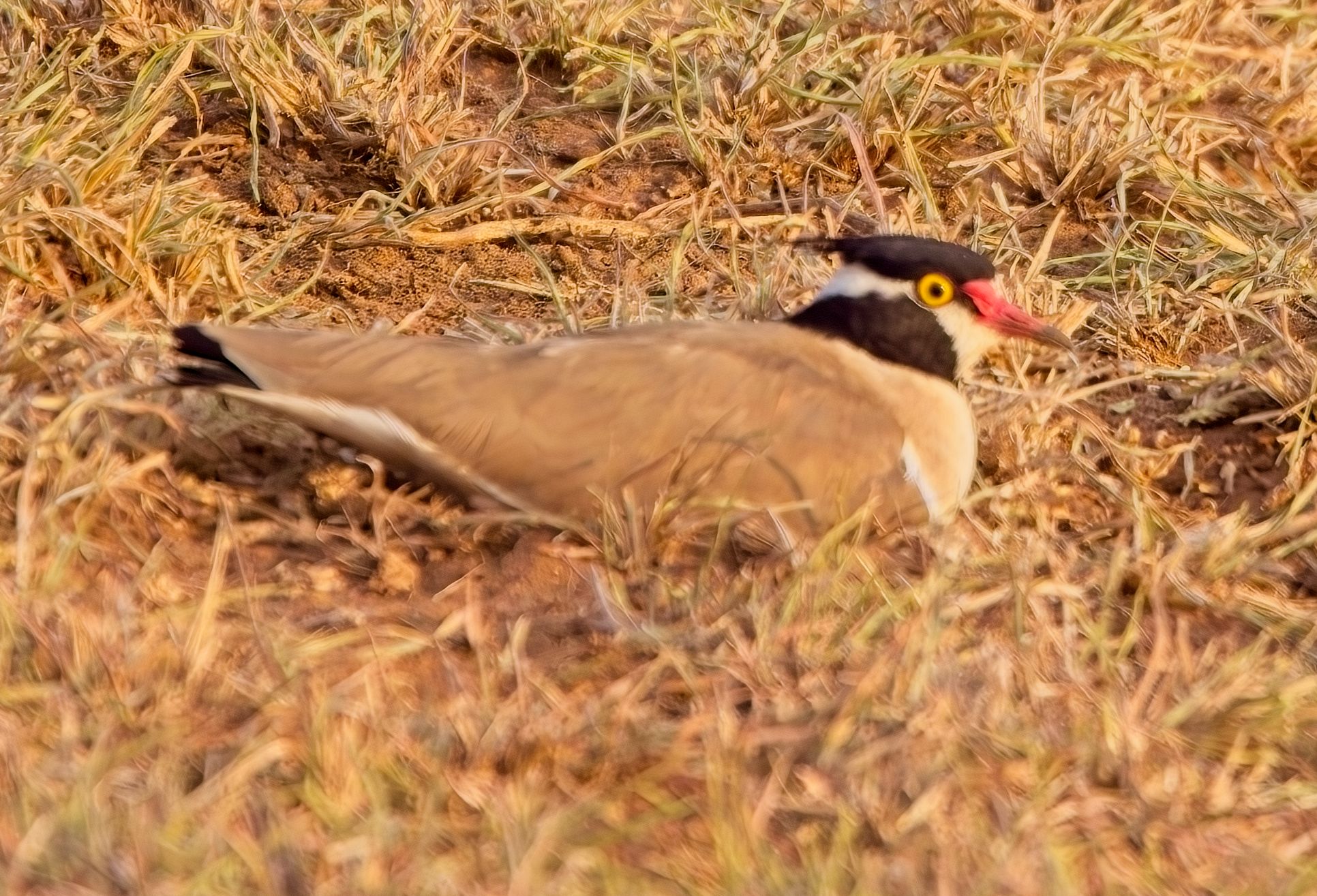 blairbirding – Sharing pictures, stories, reflections of my birding adventures – past and ...