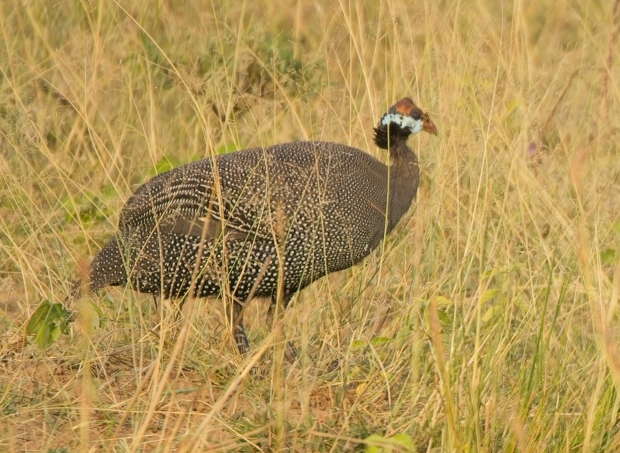 blairbirding – Sharing pictures, stories, reflections of my birding ...