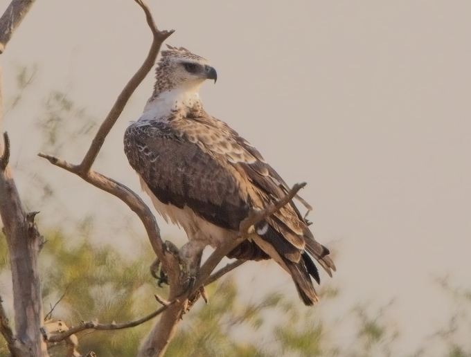 blairbirding – Sharing pictures, stories, reflections of my birding ...