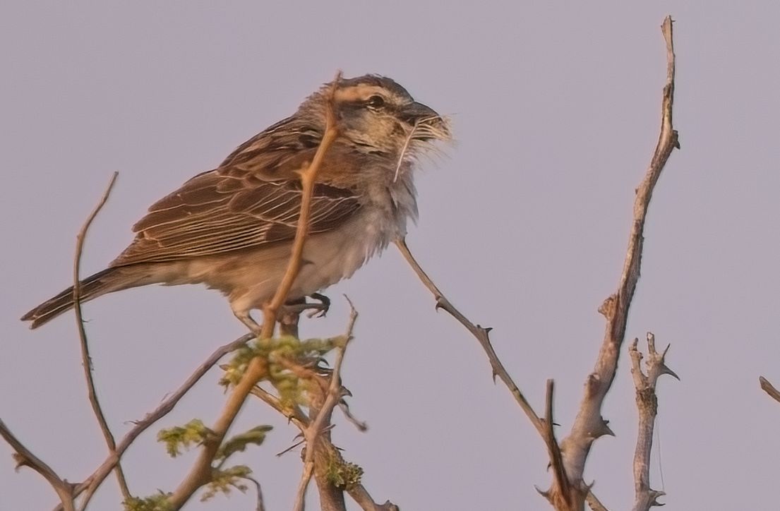 blairbirding – Sharing pictures, stories, reflections of my birding ...