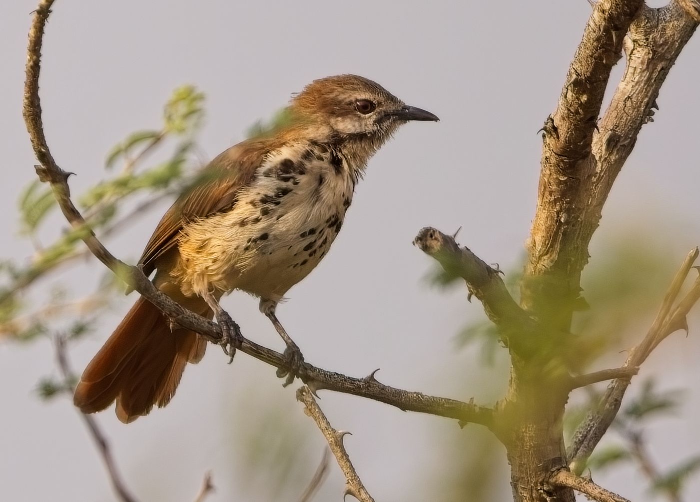 blairbirding – Sharing pictures, stories, reflections of my birding ...