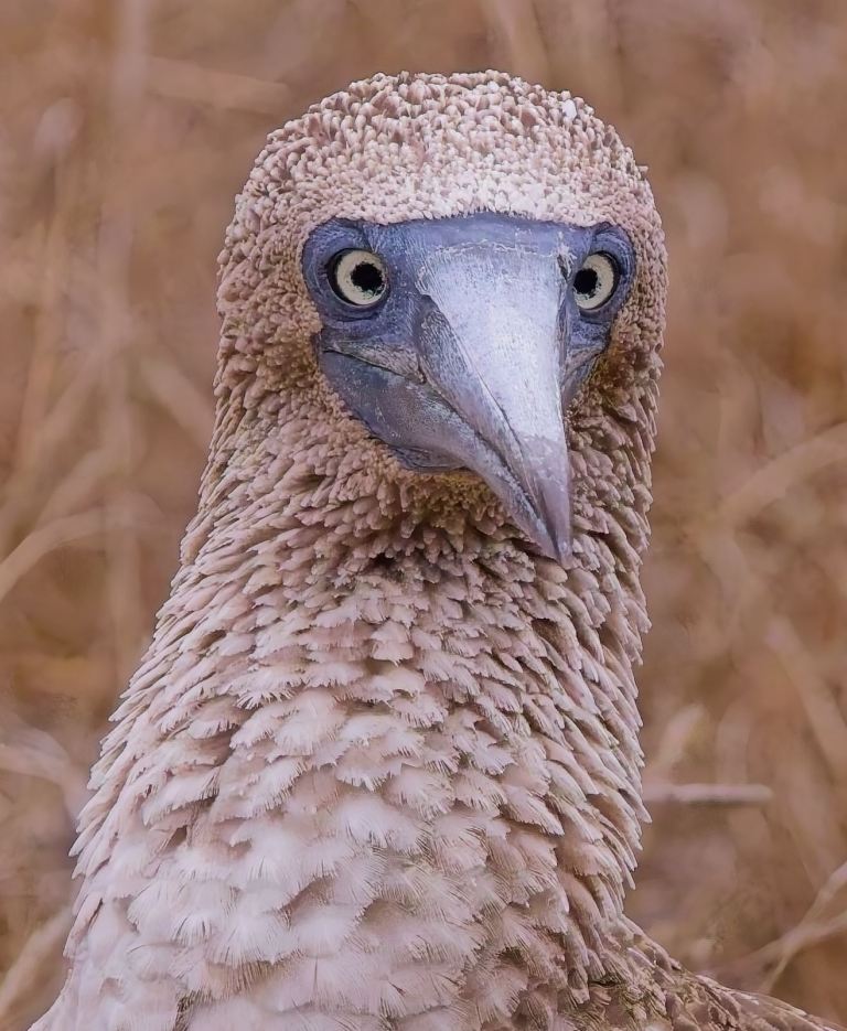 blairbirding – Sharing pictures, stories, reflections of my birding ...