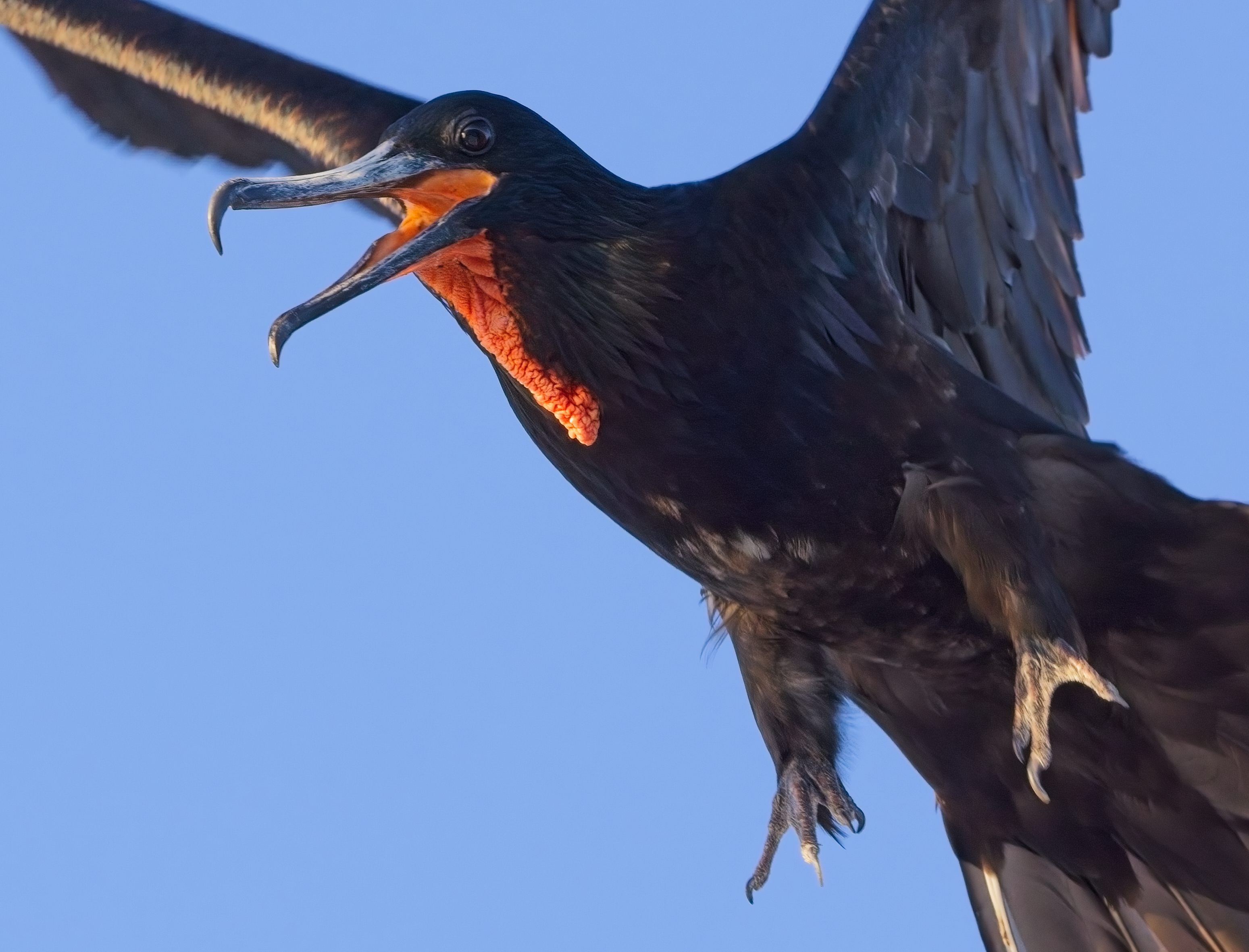 blairbirding – Sharing pictures, stories, reflections of my birding ...