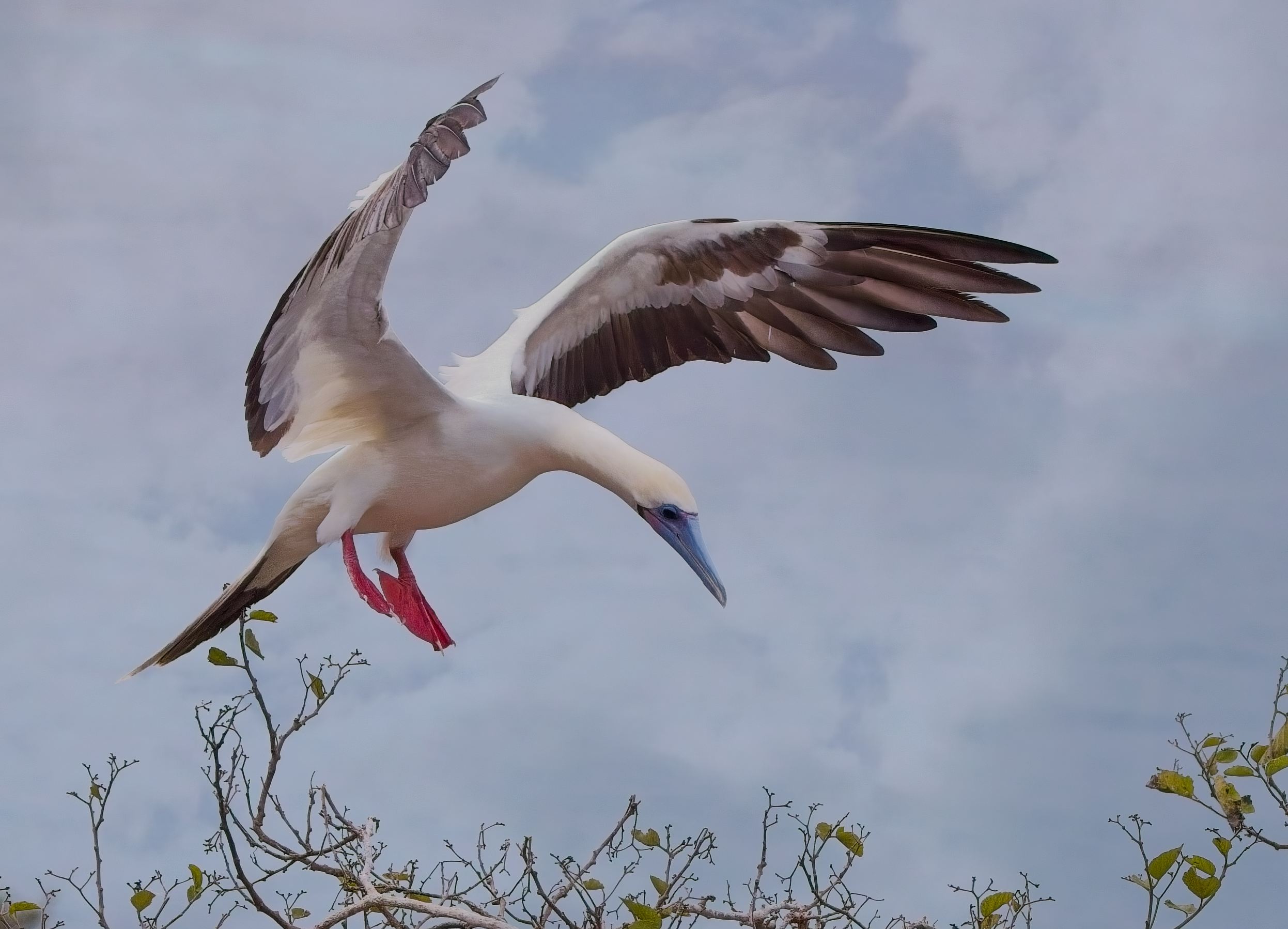 blairbirding – Sharing pictures, stories, reflections of my birding ...