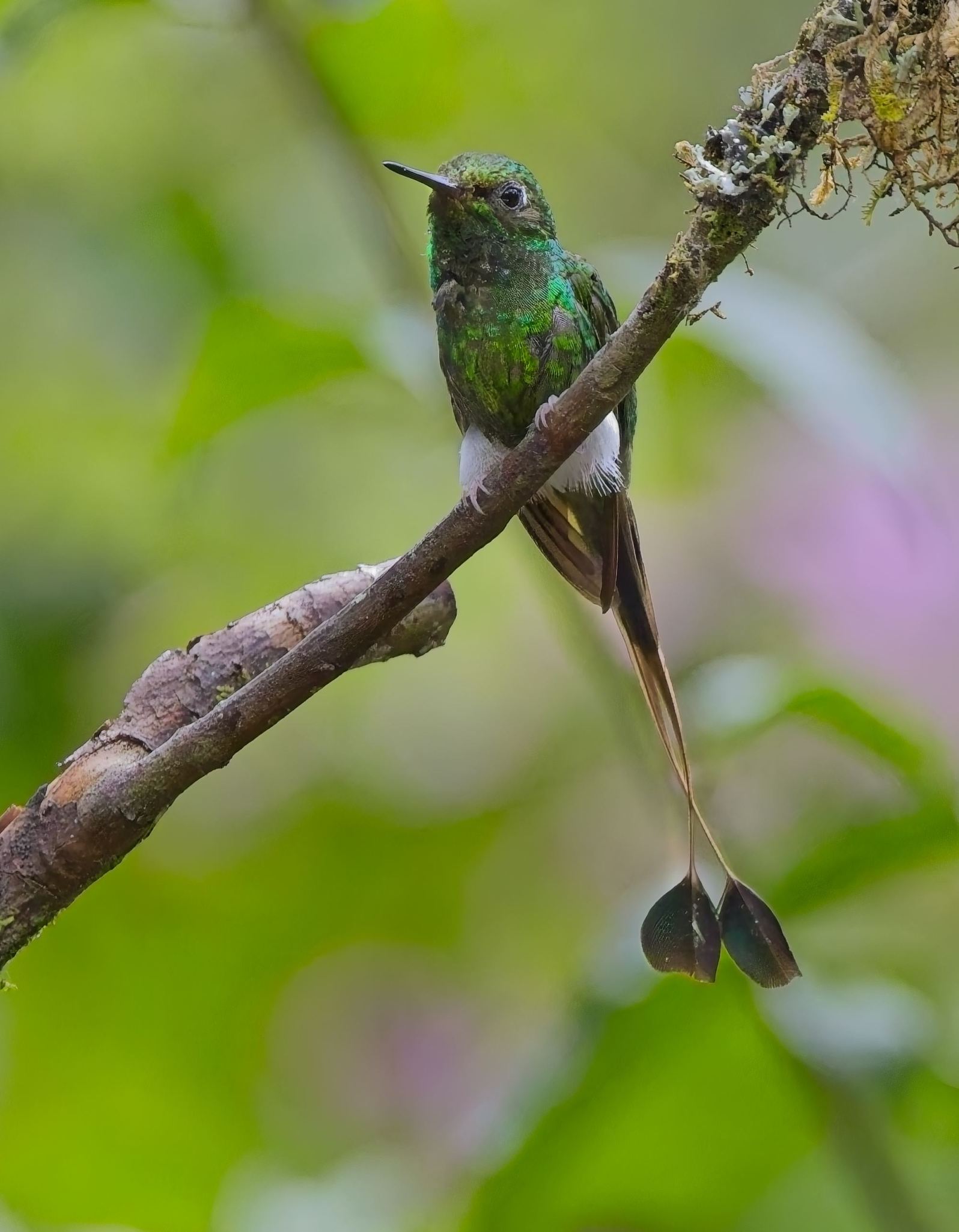 blairbirding – Sharing pictures, stories, reflections of my birding ...