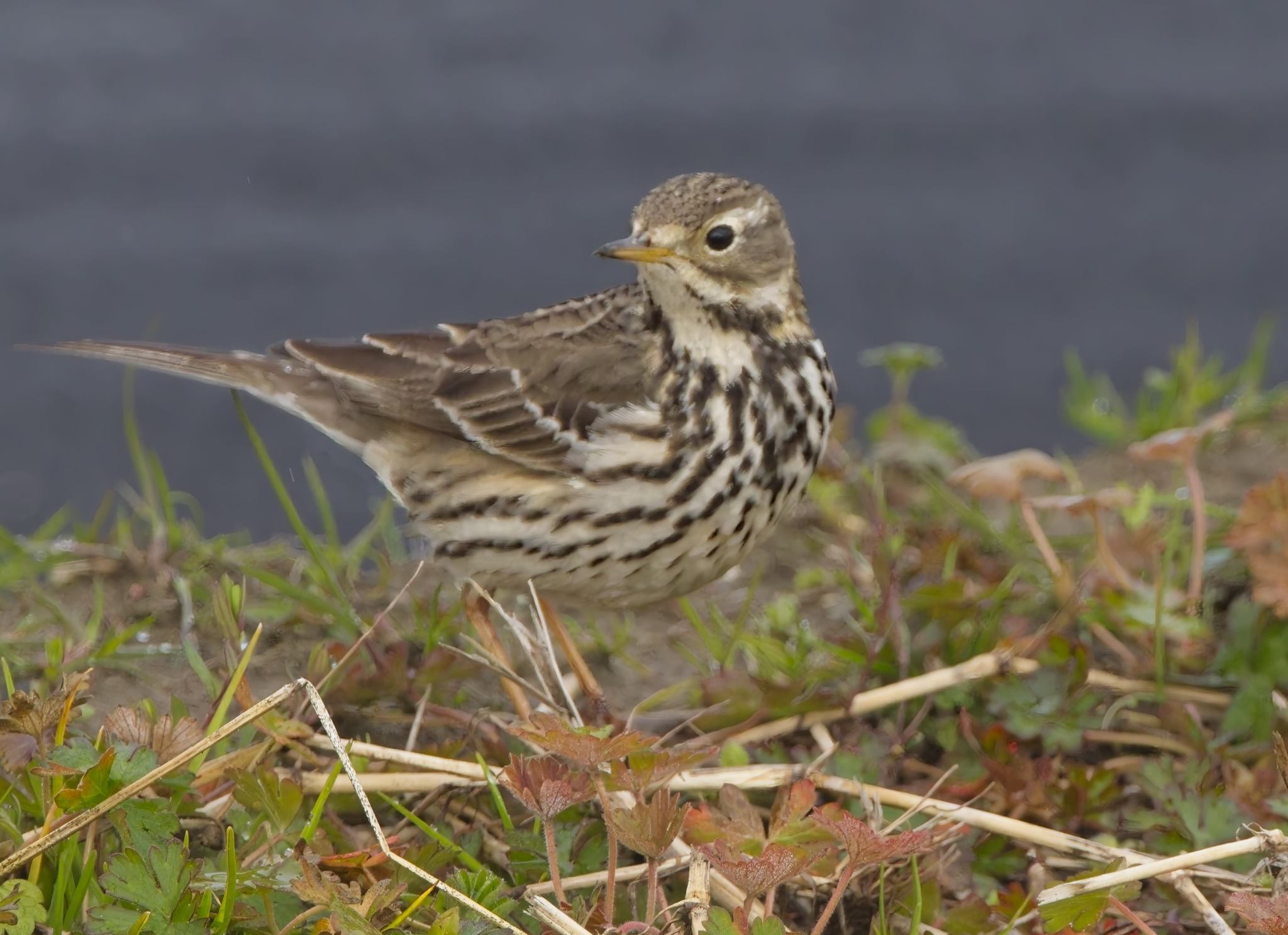 blairbirding – Sharing pictures, stories, reflections of my birding ...