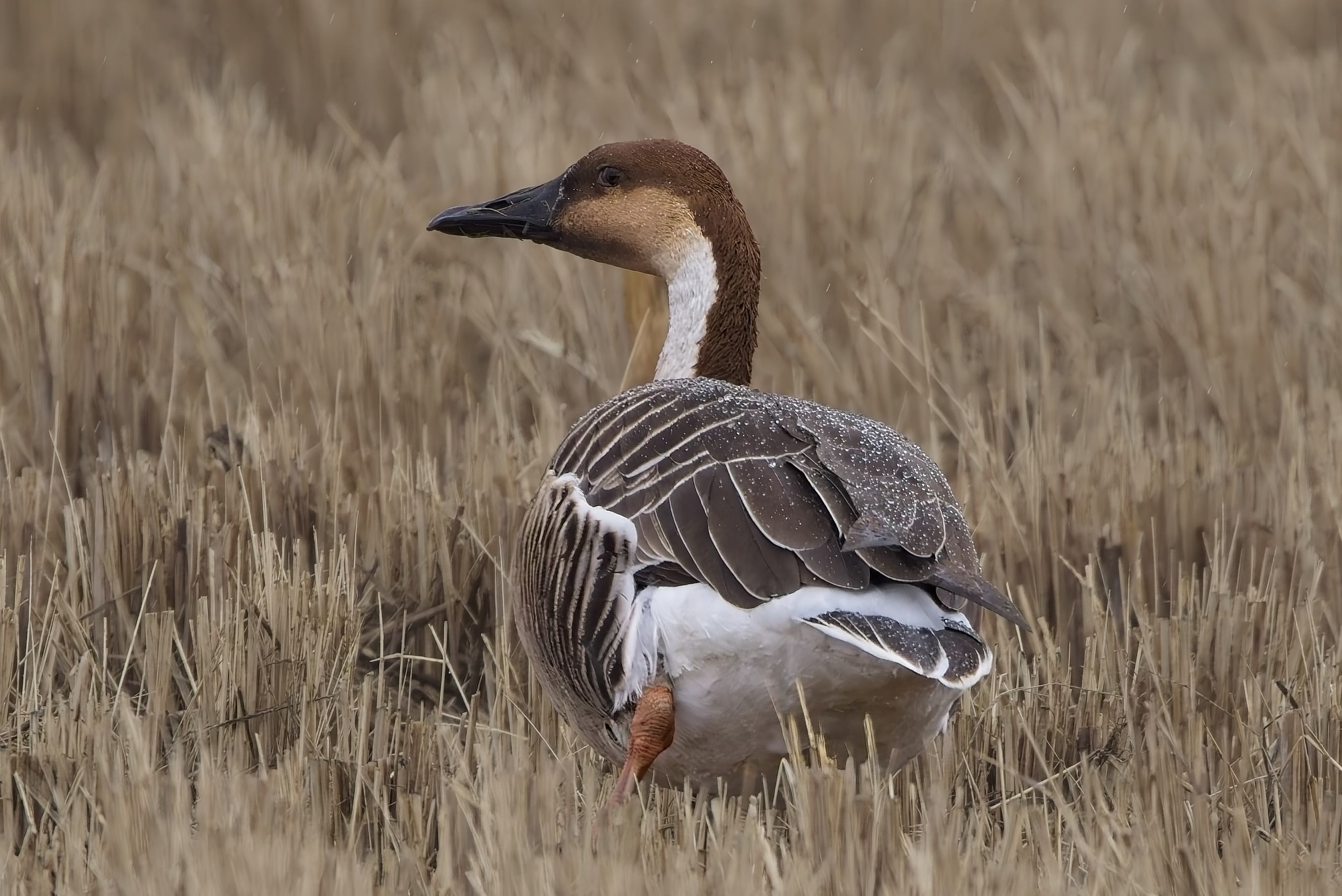 blairbirding – Sharing pictures, stories, reflections of my birding ...