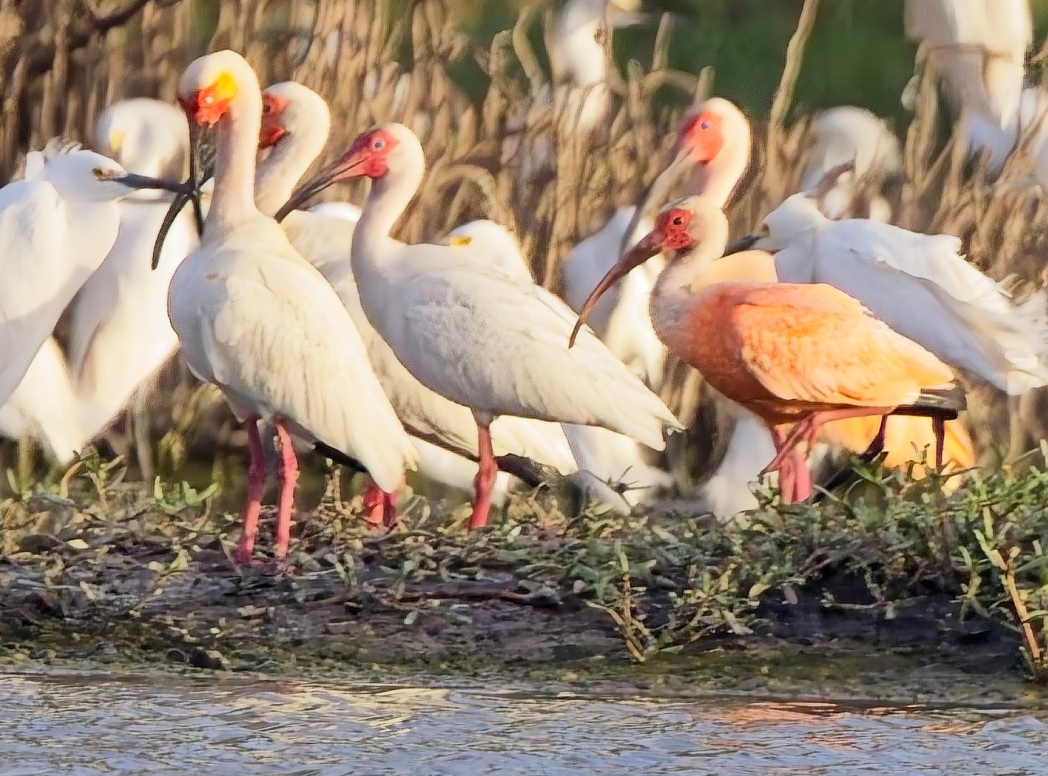 blairbirding – Sharing pictures, stories, reflections of my birding ...