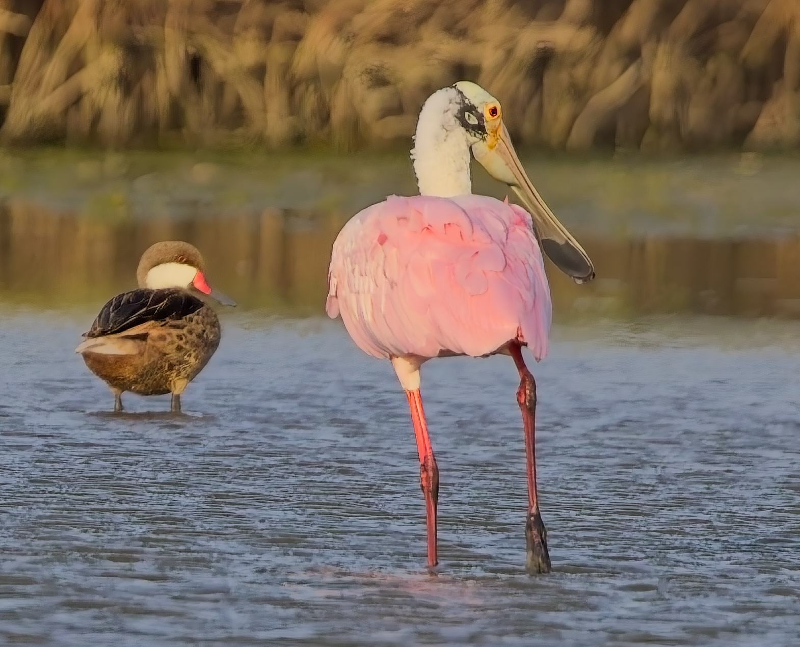 blairbirding – Sharing pictures, stories, reflections of my birding ...
